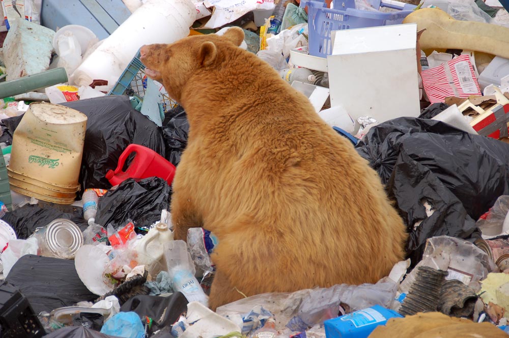 cinnamon bear at the dump