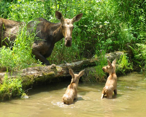moose with twins